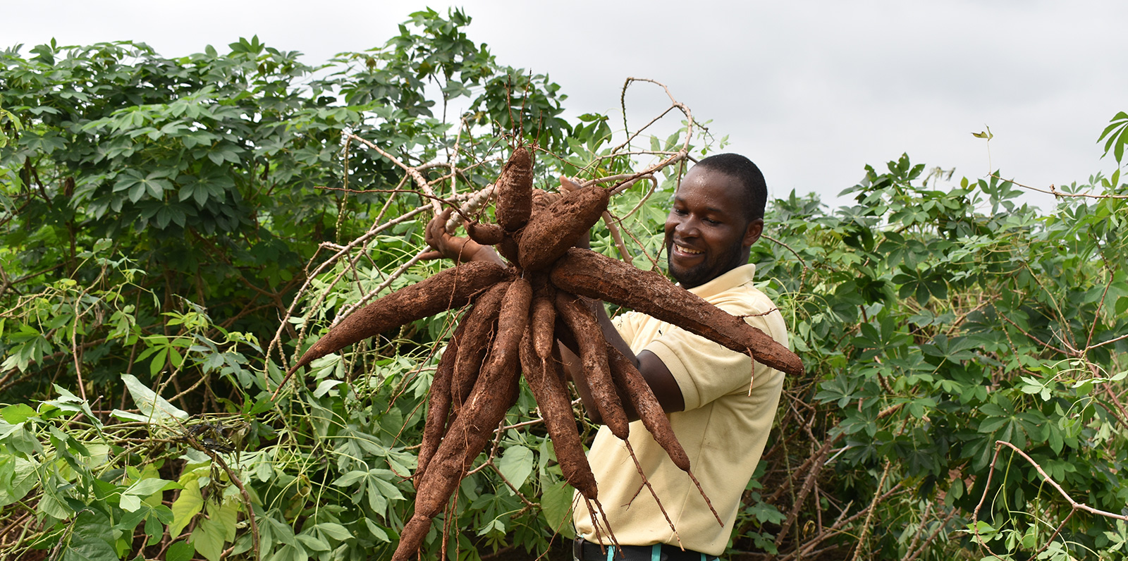 NextGen Impact Report: A Decade of Change - NextGen Cassava